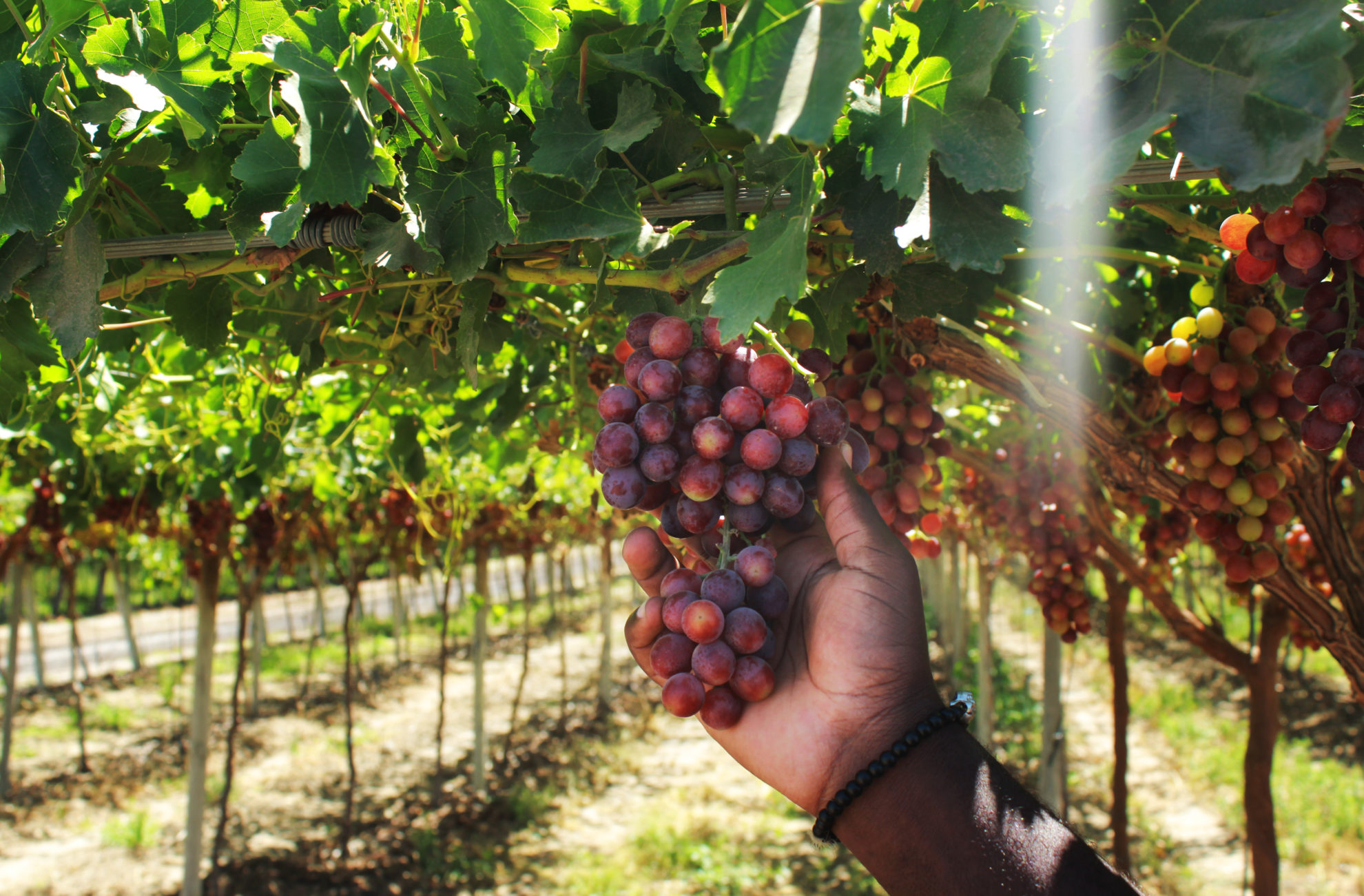Grape crop brings in millions, but farm workers live a harsh life ...